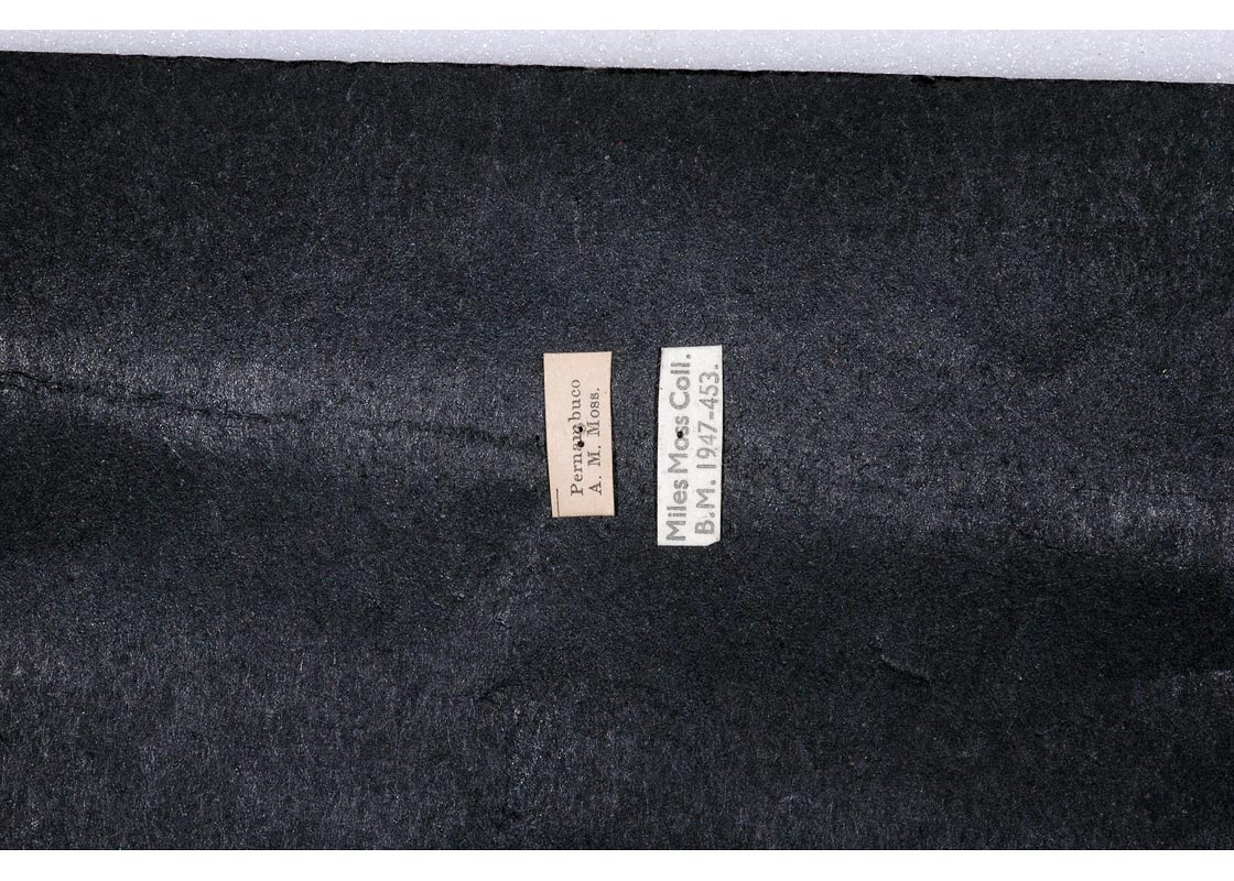 Artines focus (type specimens)